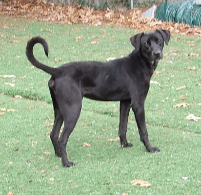 Niagara Falls, NY - Labrador Retriever/Retriever (Unknown Type). Meet ...