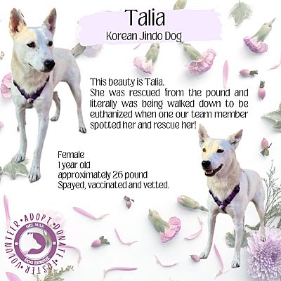 San Diego, CA - Jindo/Mixed Breed (Medium). Meet Talia a Pet for ...
