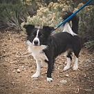 Corgi Puppies - Corgi Rescue and Adoption Near You