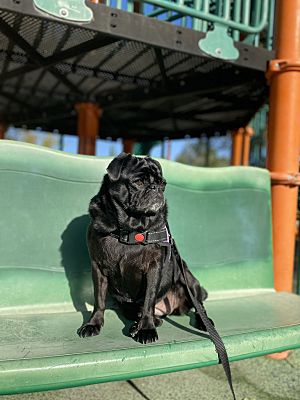 Simi Valley, CA - Pug. Meet Olivia a Pet for Adoption - AdoptaPet.com