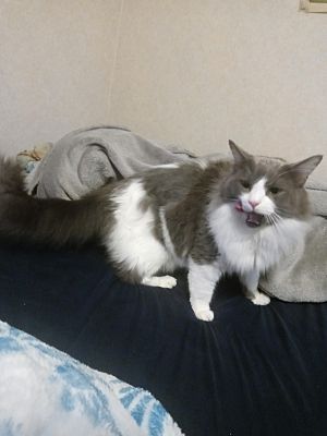 Springfield, OH - Domestic Longhair. Meet Juno a Pet for Adoption ...
