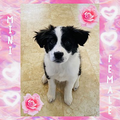 Berkley, MI - Border Collie. Meet Mini a Pet for Adoption - AdoptaPet.com