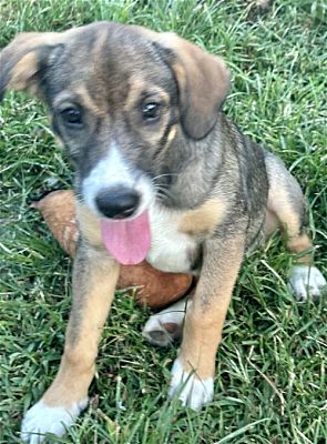Providence, RI - Labrador Retriever/Husky. Meet Mike Brady a Pet for ...