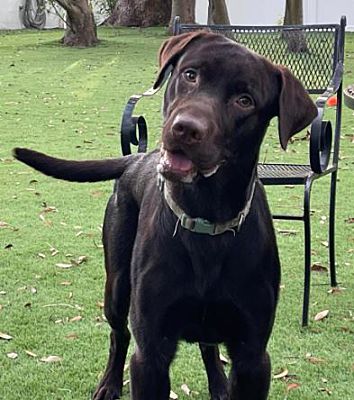 Palm Harbor, FL - Labrador Retriever. Meet Moose a Pet for Adoption ...