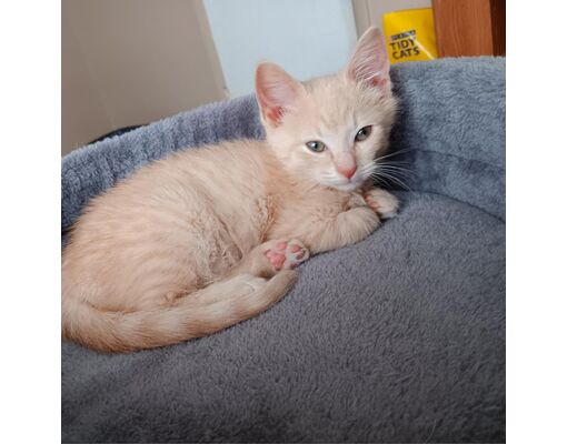 Springfield, OH - Domestic Shorthair. Meet Latte a Pet for Adoption ...