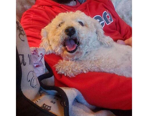 Raytown, MO - Bichon Frise. Meet Lemon Meringue a Pet for Adoption ...