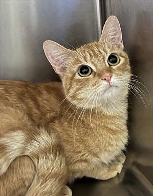 Phoenix, AZ - Domestic Shorthair. Meet Nutter Butter a Pet for Adoption ...
