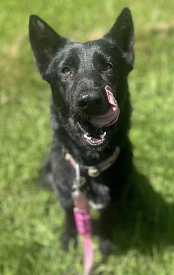 Johnston, RI - German Shepherd Dog. Meet Layla KA a Pet for Adoption ...