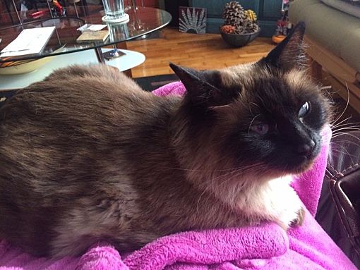 Seattle, WA - Siamese. Meet Mocha a Pet for Adoption - AdoptaPet.com