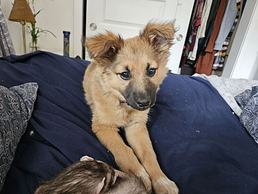 Denver, CO - Shepherd (Unknown Type)/Mixed Breed (Medium). Meet Marsha ...