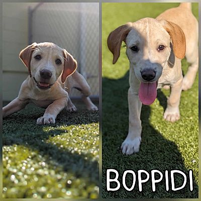 Cambridge, MD - Labrador Retriever/Hound (Unknown Type). Meet Boppidi a ...