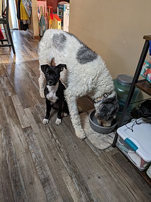 New Cumberland, WV - Terrier (Unknown Type, Medium). Meet Julia a Pet ...