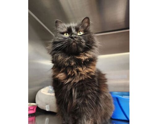 Davenport, IA - Domestic Longhair/Domestic Mediumhair. Meet Veronica ...