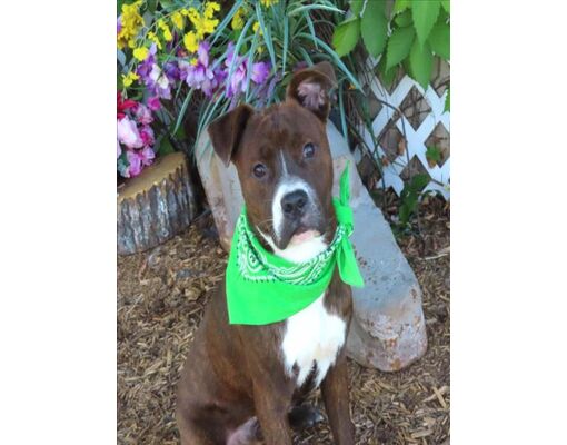 Oklahoma City, OK - American Pit Bull Terrier/Boxer. Meet SHOGUN a Pet ...