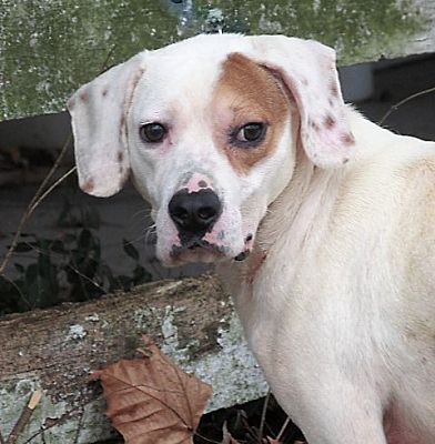 Frederick, MD - Boxer/Pointer. Meet Barron a Pet for Adoption ...
