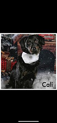 Charleston, WV - Mountain Cur/Setter (Unknown Type). Meet Cali a Pet ...