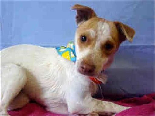 Encino, CA - Jack Russell Terrier. Meet Lance a Pet for Adoption ...