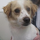 Cocker Spaniel Puppies - Rescue and Adoption Near You