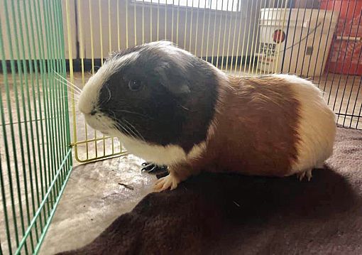 Baltimore, MD - Guinea Pig. Meet Bugsy a Pet for Adoption - AdoptaPet.com