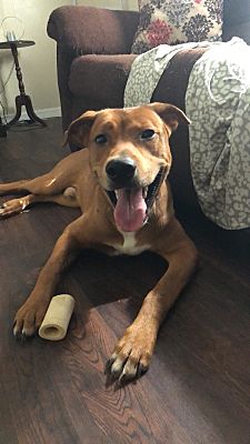 Lakeland, FL - Rhodesian Ridgeback/Labrador Retriever. Meet Kayto a Pet ...
