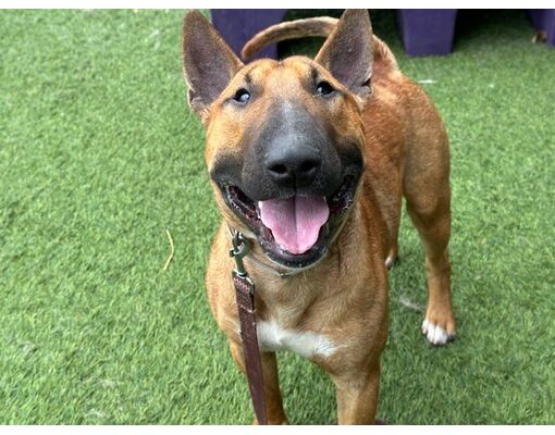 Gardena, CA - Bull Terrier. Meet UDON a Pet for Adoption - AdoptaPet.com