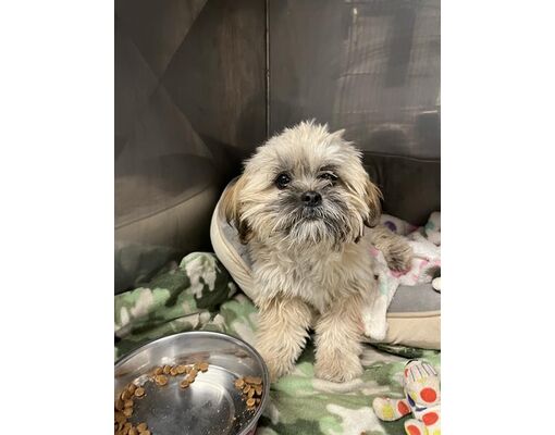 Albuquerque, NM - Shih Tzu. Meet DAISY a Pet for Adoption - AdoptaPet.com