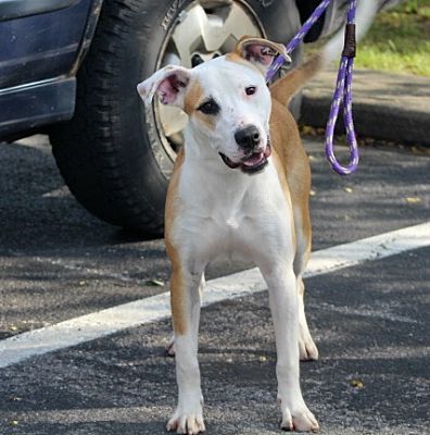 Liberty Center, OH - Boxer/Feist. Meet Jacks a Pet for Adoption ...