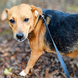 taylor, MI - Beagle/Jack Russell Terrier. Meet lady a Pet for Adoption ...