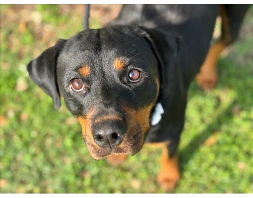 Houston, TX - Rottweiler. Meet GIANNA a Pet for Adoption - AdoptaPet.com