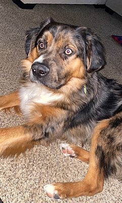 Sheridan, NY - Australian Shepherd. Meet Toby a Pet for Adoption ...