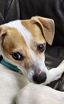 Indianapolis, IN - Jack Russell Terrier. Meet Wishbone a Pet for ...