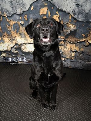 Salt Lake City, UT - Labrador Retriever. Meet *July* a Pet for Adoption ...