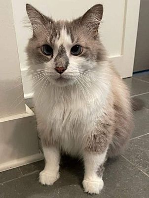 Nashville, TN - Ragdoll. Meet Higgins a Pet for Adoption - AdoptaPet.com