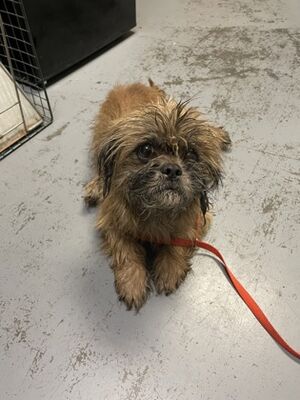 Anderson, SC - Shih Tzu. Meet Fiona*-NOT AVAILABLE a Pet for Adoption ...