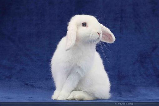 San Jose, CA - Lop, Holland. Meet PESTO a Pet for Adoption - AdoptaPet.com