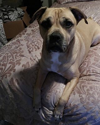 Tampa, FL - Boxer/Mutt. Meet Rocket a Pet for Adoption - AdoptaPet.com