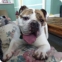 Boiling Springs, PA - English Bulldog. Meet Pudge a Pet for Adoption.