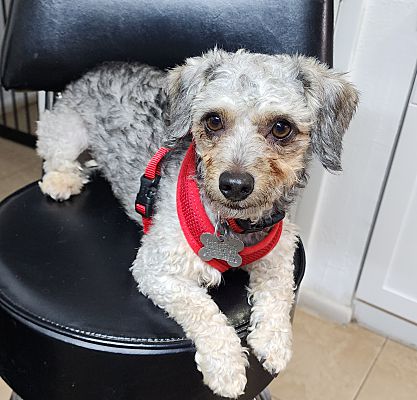 Phoenix, AZ - Miniature Poodle/Cairn Terrier. Meet Buddy a Pet for ...