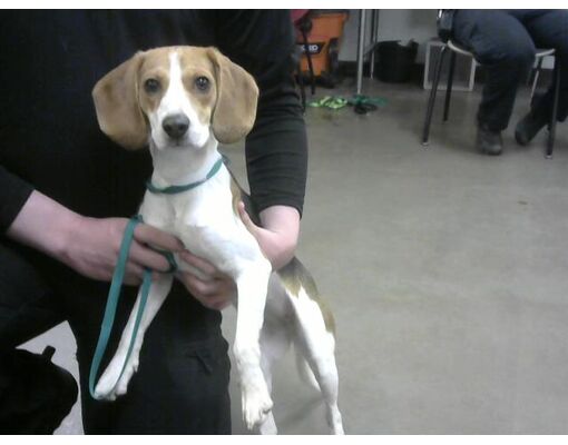 Phoenix, AZ - Beagle. Meet TRUFFLE a Pet for Adoption - AdoptaPet.com