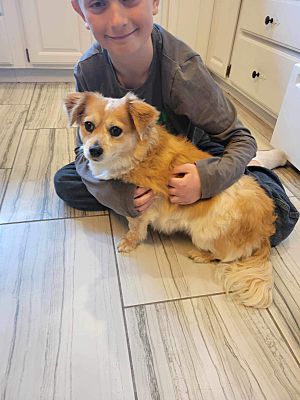 Appleton, WI - Corgi. Meet Izzy a Pet for Adoption - AdoptaPet.com