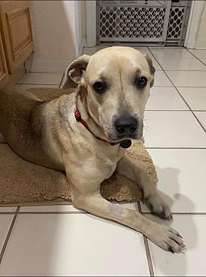 Inverness, FL - Black Mouth Cur/Mixed Breed (Medium). Meet Sabrina a ...