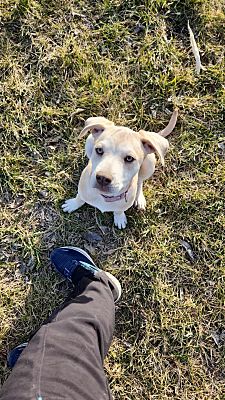 Alma, WI - Labrador Retriever. Meet Haley a Pet for Adoption ...