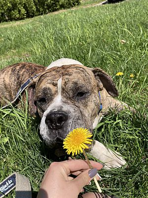 Chichester, NH - Bulldog/Mixed Breed (Large). Meet Chevy a Pet for ...