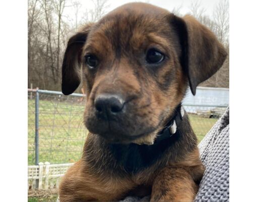Harrisburg, PA - Boxer/Dachshund. Meet Rusty a Pet for Adoption ...