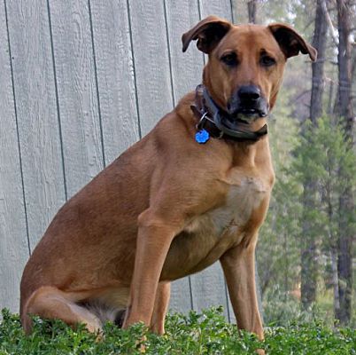 Pleasanton, CA - Rhodesian Ridgeback/Shepherd (Unknown Type). Meet ...