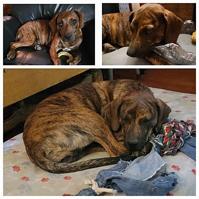 Crocker, MO - Plott Hound/Beagle. Meet Lisa a Pet for Adoption ...