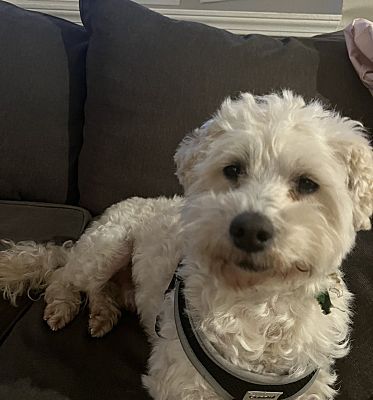 Novi, MI - Cockapoo. Meet Link a Pet for Adoption - AdoptaPet.com