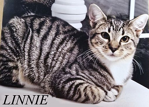 Hickory, NC - American Shorthair. Meet Linnie a Pet for Adoption ...