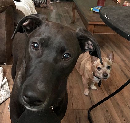 Johnston, RI - Feist/Labrador Retriever. Meet Blondie. SJ a Pet for ...