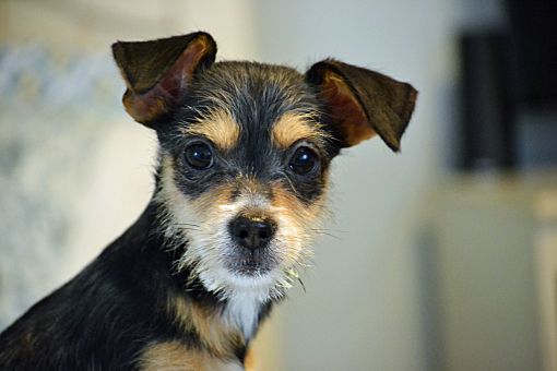 Southington, CT - Rat Terrier/Yorkie, Yorkshire Terrier. Meet Mocha a ...